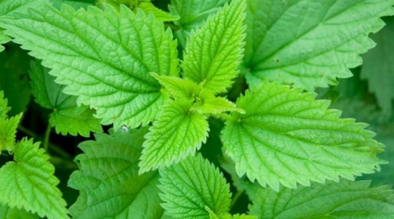 Hithrat mund të ulin presionin e gjakut - Gazeta Express