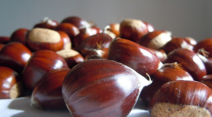 "Grerëza kineze" sulmon masivin e gështenjave të Tropojës - Gazeta Express