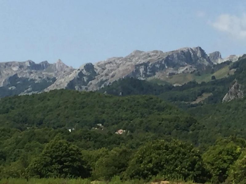 Grerëza kineze” sulmon masivin e gështenjave të Tropojës