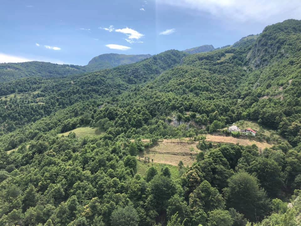 Grerëza kineze” sulmon masivin e gështenjave të Tropojës