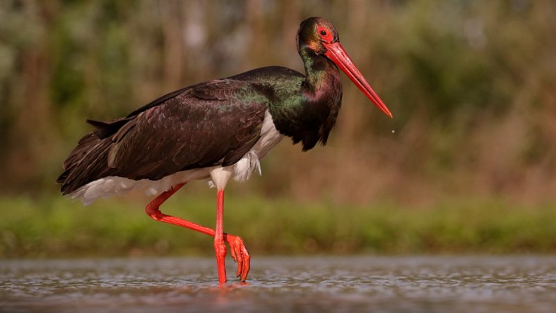 Lejleku i zi kthehet të bëjë fole në Shqipëri - Gazeta Express