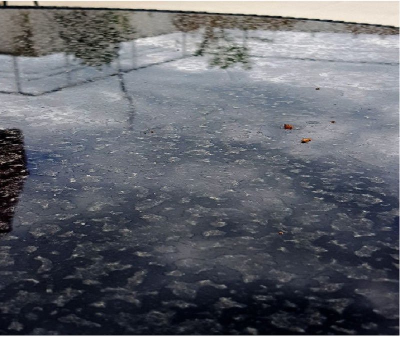 Rikthehet pluhuri afrikan në Kosovë - Gazeta Express