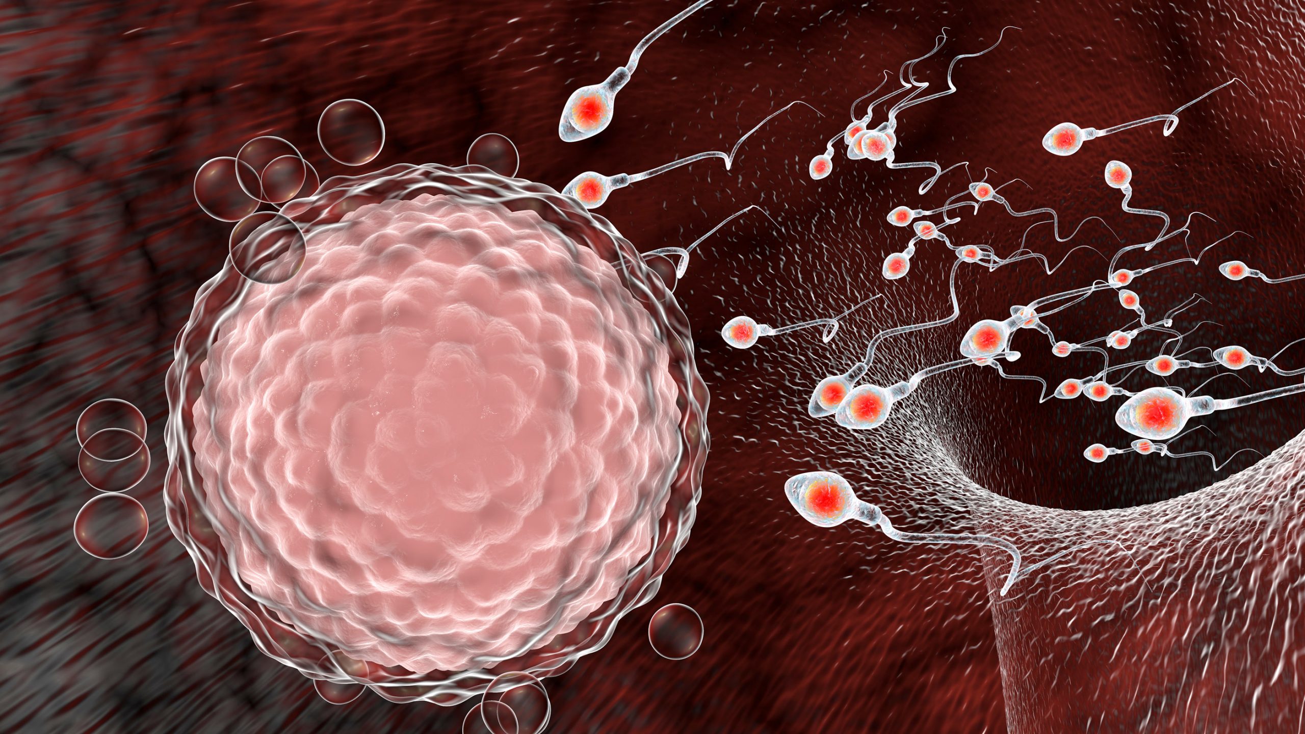 Ekspertët italianë: Koronavirusi pengon prodhimin e spermës dhe ...