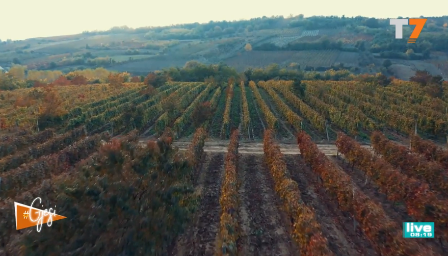 Vjelja e rrushit në Rahovec, festë e traditë - Gazeta Express