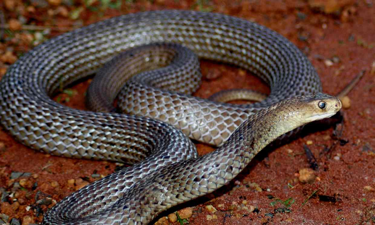 Ky ilaç shpëtues është bërë nga helmi i gjarprit - Gazeta Express