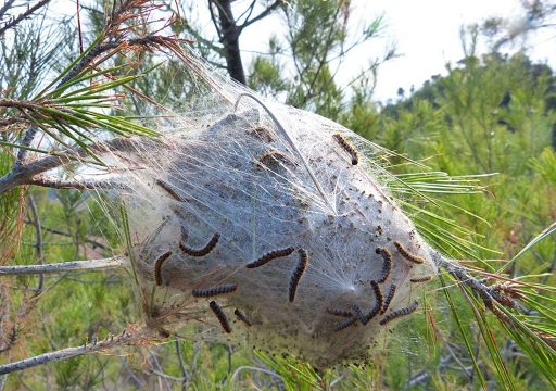 Sëmundja e pishave që kërcënon prej një dekade pyjet halore të Bulqizës ...