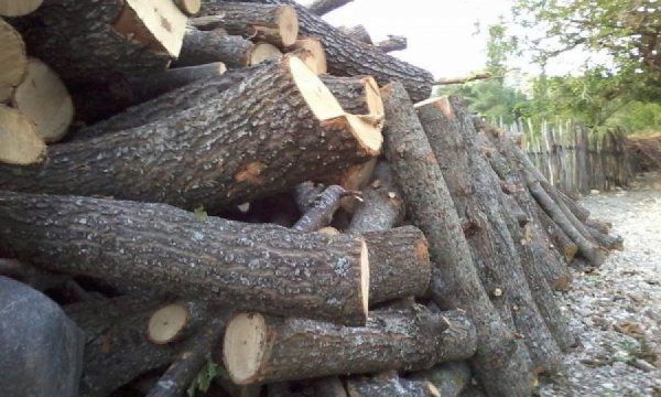 Maqedoni, prerja ilegale e drurit ka shkaktuar dëme të mëdha në pyje ...