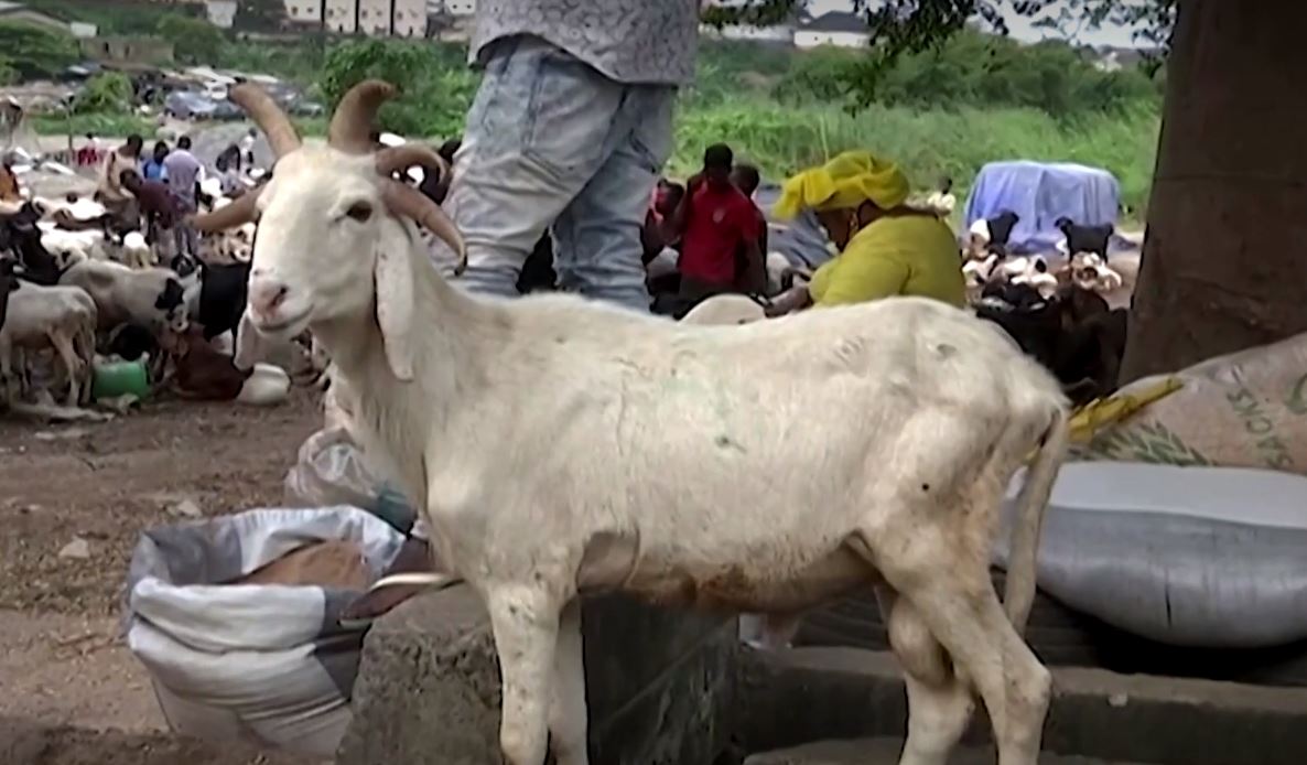 Cjapi me 5 brirë që rrëmbeu vëmendjen në prag të Bajramit - Gazeta Express