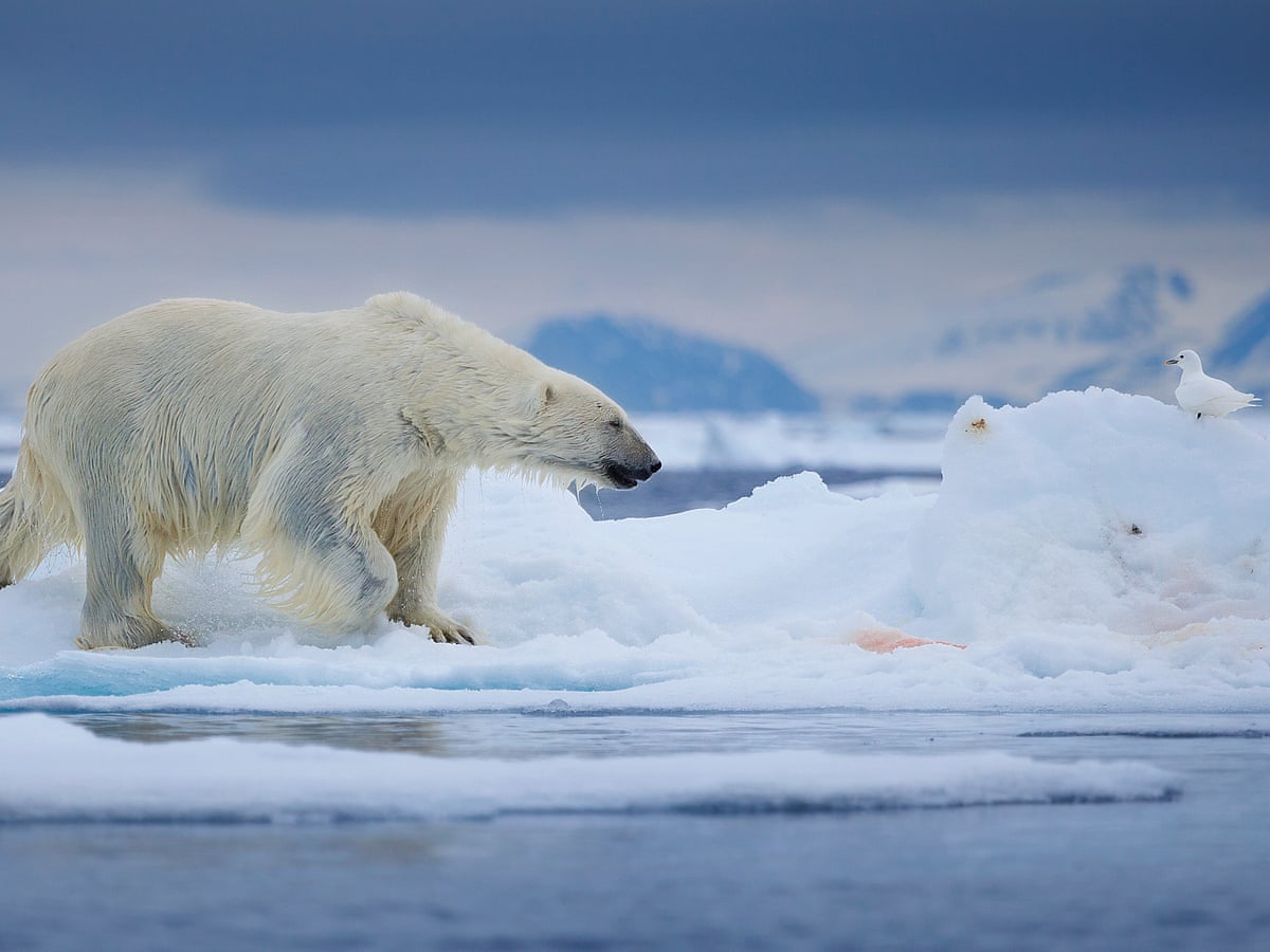Momenti kur ariu polar gjuan një dre filmohet për herë të parë në ...