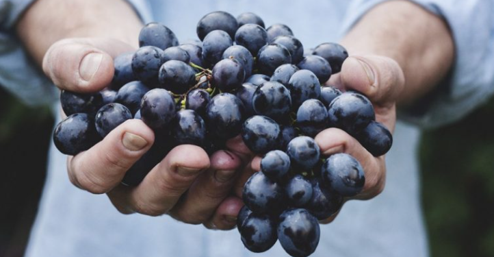 Rrushi, si shërues i zorrëve dhe uljes se kolesterolit - Gazeta Express