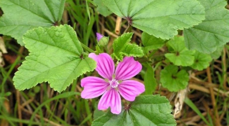 Lulja që e keni në oborr dhe shëron shumë sëmundje - Gazeta Express