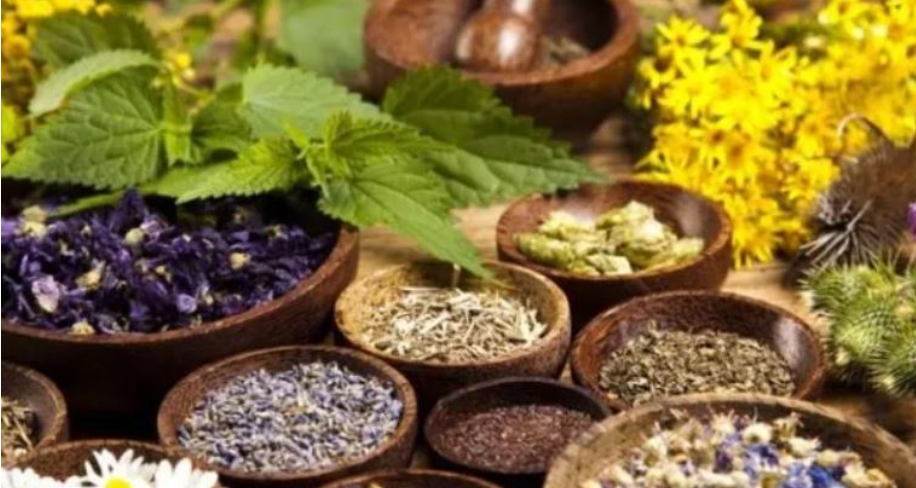 Bimët që kanë efekte shëruese për veshkë - Gazeta Express