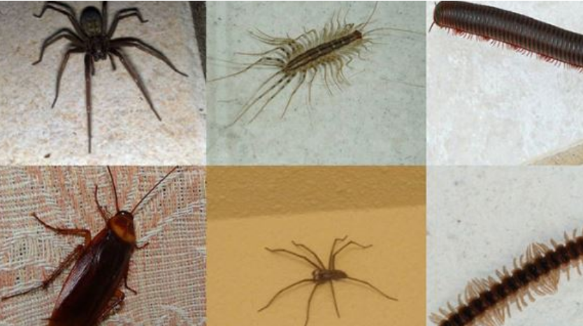 Disa metoda natyrale se si t’i largoni insektet nga shtëpia - Gazeta ...