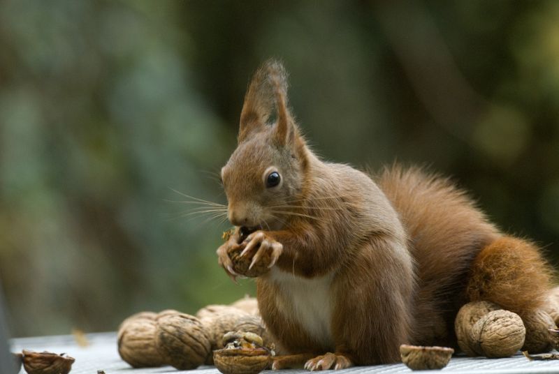 Incident i pazakontë, ketri lë mbi 10 mijë familje pa energji elektrike ...