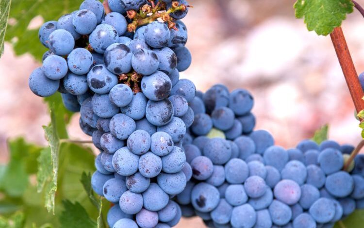 Rrushi i bardhë apo i zi? Cili është më i shëndetshëm dhe pse - Gazeta ...