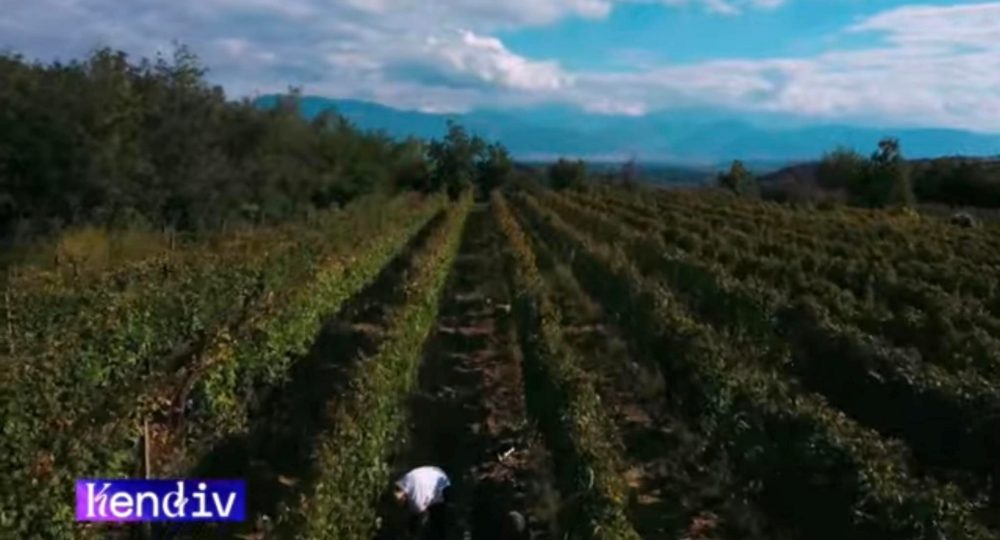 Pamje mahnitëse nga vreshtat e Rahovecit, njihuni me familjen Shala që ... Pamje mahnitëse nga vreshtat e Rahovecit, njihuni me familjen Shala që ...