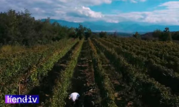 Pamje mahnitëse nga vreshtat e Rahovecit, njihuni me familjen Shala që ...