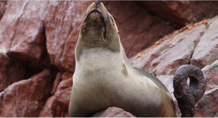 Pothuajse 70% e kafshëve të egra janë zhdukur që nga viti 1970 - Gazeta ...