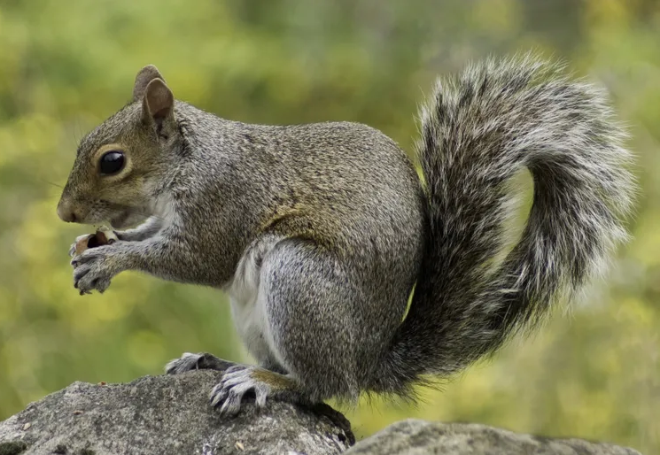 Ketri lë pa rrymë rreth 2 mijë amerikanë - Gazeta Express