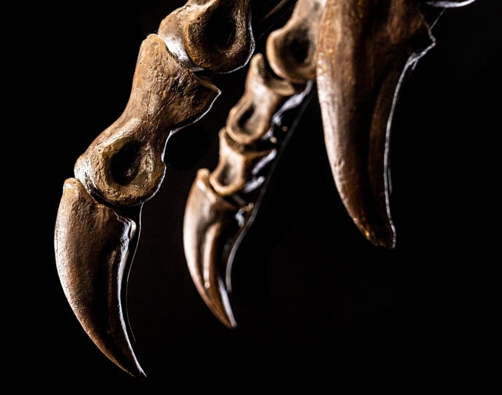 Eshtrat e T-Rex, dinozaurit të rrallë dalin në ankande për 25 milionë ...