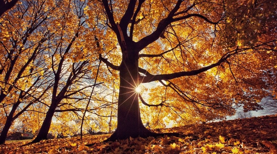 Pse vjeshta nuk duhet të jetë stina ‘e preferuar’? - Gazeta Express