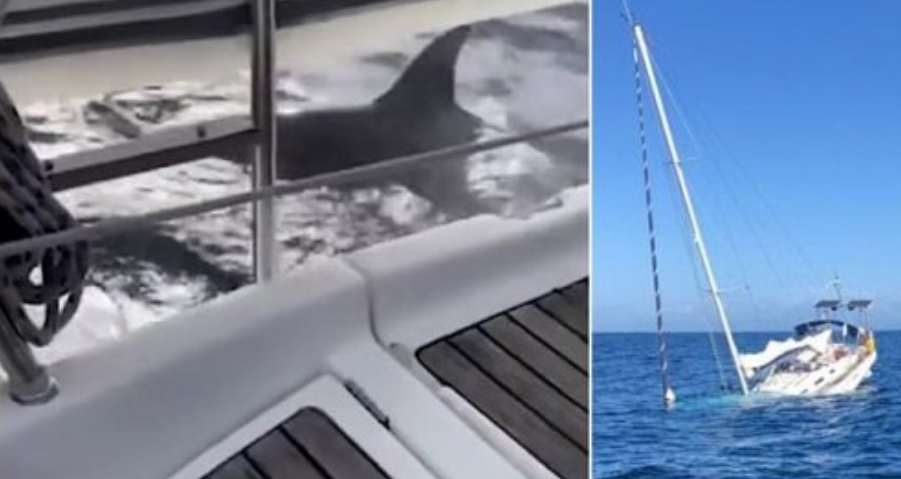 VIDEO/ Balenat “vrasëse” shkatërrojnë varkën me vela, ekuipazhi i ... VIDEO/ Balenat “vrasëse” shkatërrojnë varkën me vela, ekuipazhi i ...