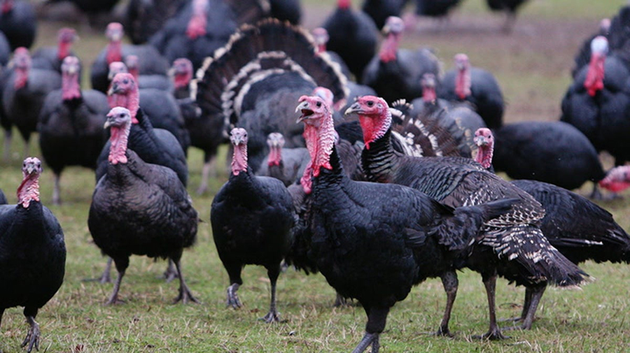 Nga e ka origjinën gjeli i detit? - Gazeta Express