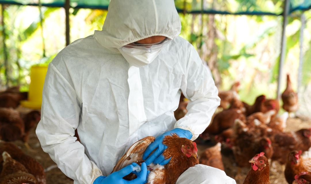 Gripi i shpendëve ‘godet’ Evropën, mbi 50 milionë zogj janë therur në ...