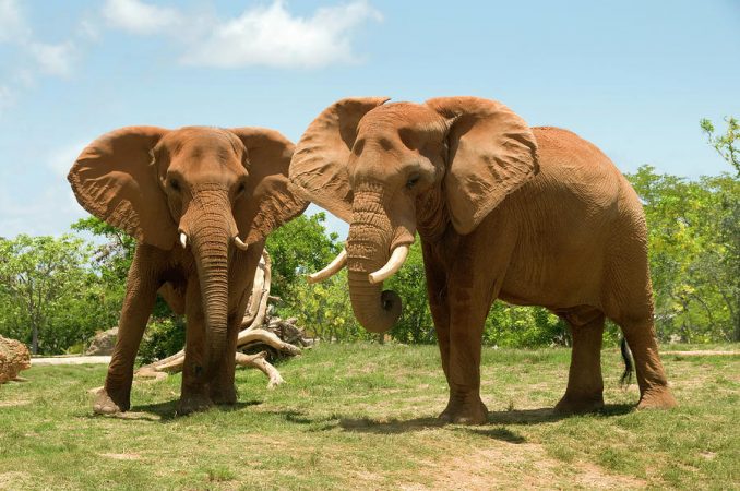 Elefantët vrasin një burrë 53-vjeçar në jugperëndim të Ugandës - Gazeta ...