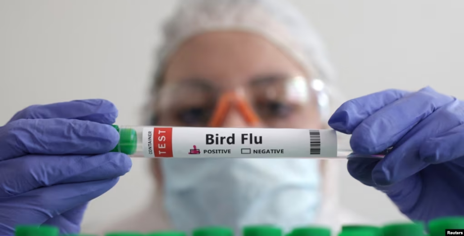 Gripi i shpezëve: Cilat janë rreziqet për njerëzit dhe kafshët ...