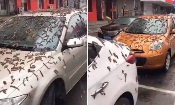 Në Pekin bie ‘shi me krimba’, nxiten teori në internet për fenomenin e ...