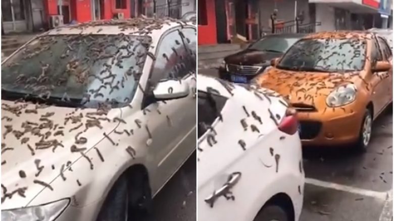 Në Pekin bie ‘shi me krimba’, nxiten teori në internet për fenomenin e ...