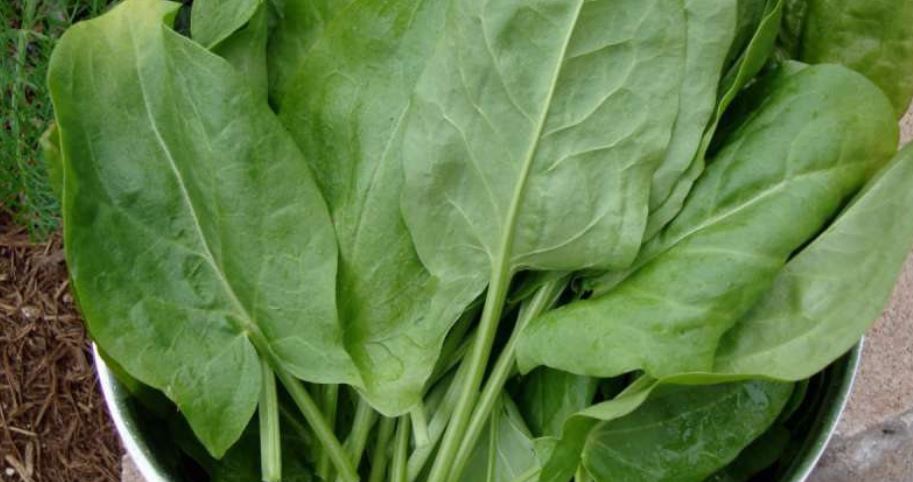 Këto janë gjethet që luftojnë thuajse çdo sëmundje - Gazeta Express