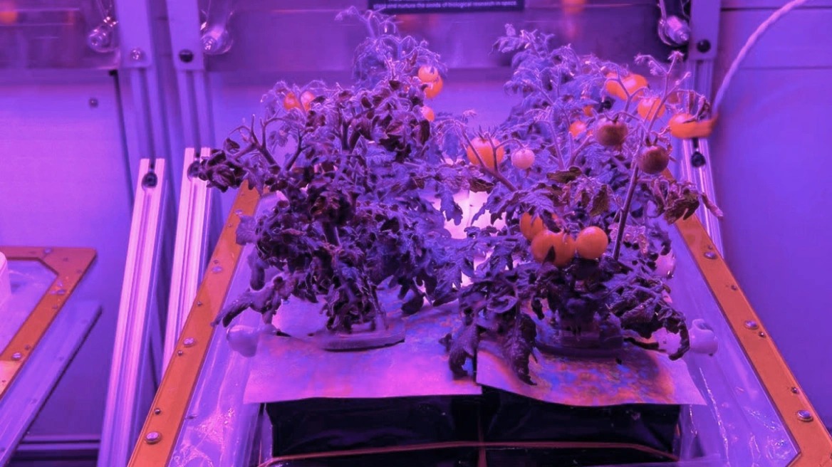 NASA sjell në tokë domatet e rritura në hapësirë (FOTO) - Gazeta Express