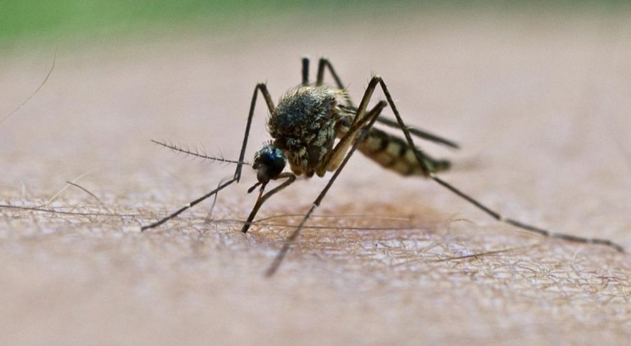 Nëse hani këto ushqime, mushkonjat do t’ju rrinë larg - Gazeta Express