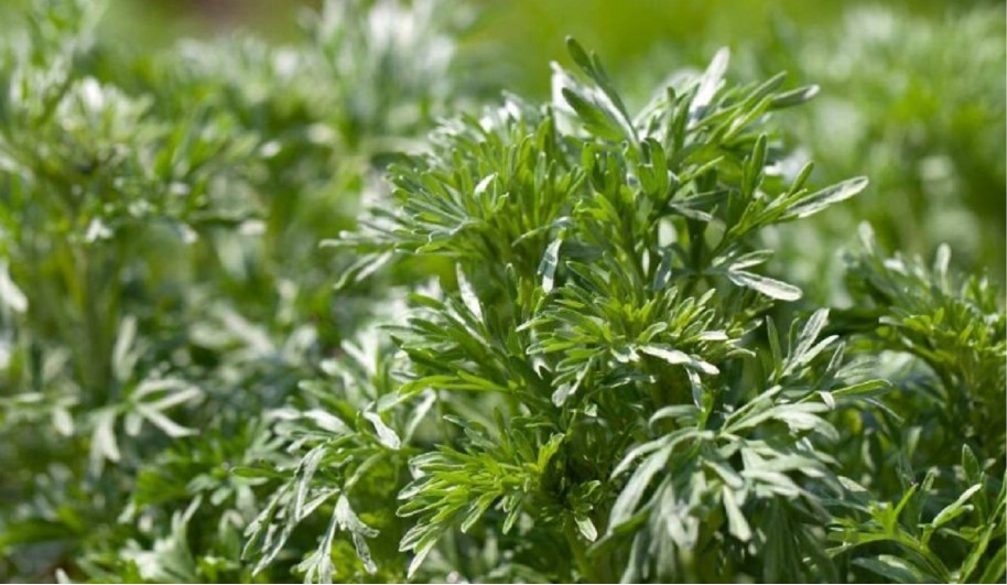 Bima e Pelinit, si kurë kundër qelizave tumoriale - Gazeta Express