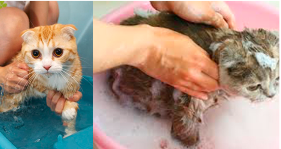 Si të lani një mace - Gazeta Express