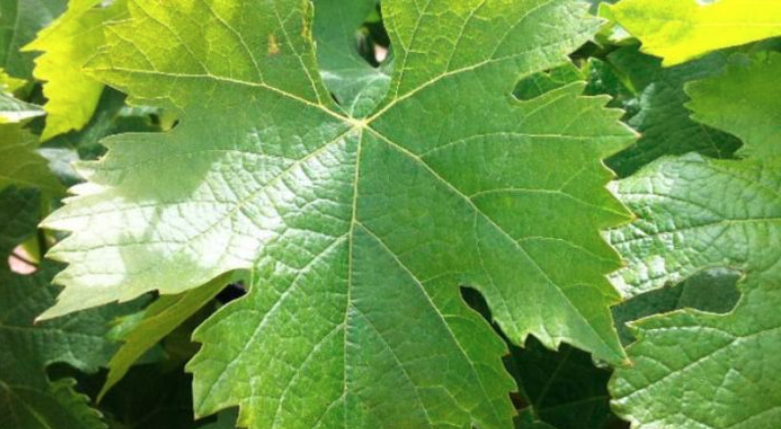 Vlerat dhe përdorimet e panjohura të gjetheve të rrushit - Gazeta Express