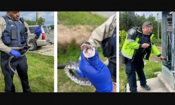 Gjarpri hyn në kutinë e ndërprerësit dhe shkakton telashe në trafikun ...