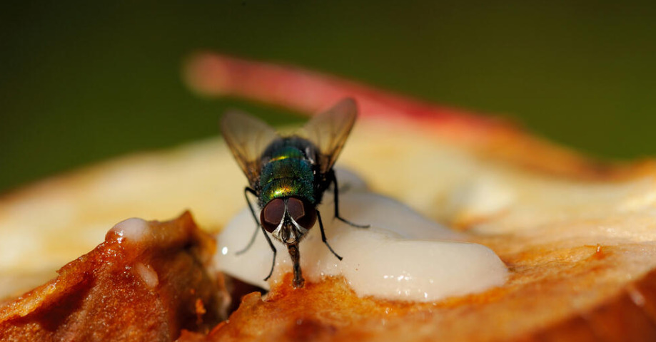 Çfarë bëjnë në të vërtetë mizat kur ulen mbi ushqimin tuaj? - Gazeta ...
