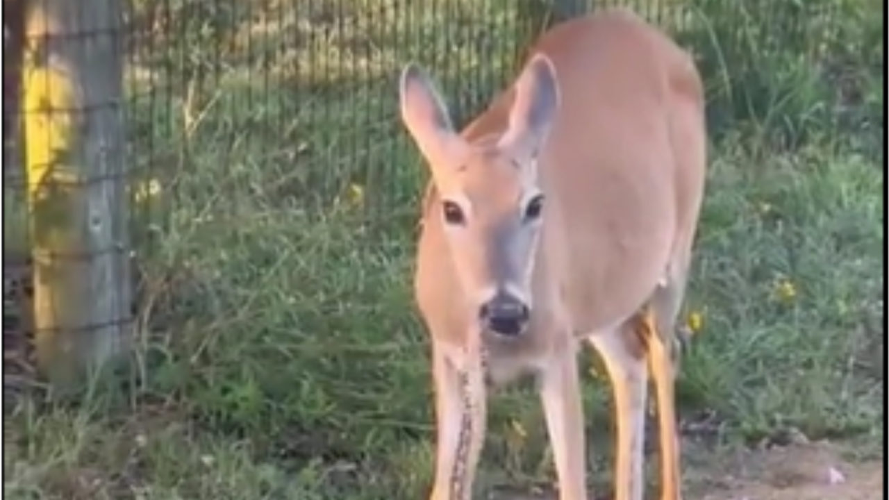 A ha dreri mish? Një video në Twitter rrëzon “mitin” e kafshës paqësore ...