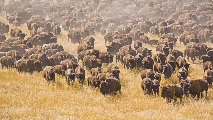 Cilat kafshë paralajmërojnë fatkeqësitë natyrore? - Gazeta Express