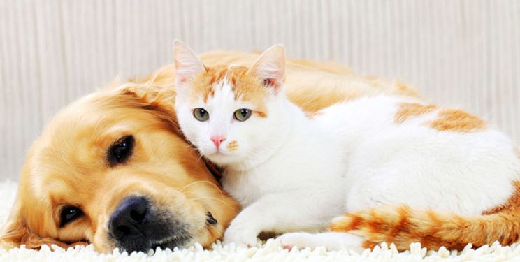 Disa arsye pse duhet të keni kafshë shtëpiake - Gazeta Express