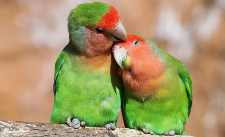 Edhe zogjtë ‘divorcohen’ për shkak të tradhtisë ose lidhjes në distancë ...