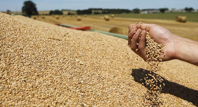 A do të dështojë sivjet prodhimtaria e grurit në Kosovë? - Gazeta Express