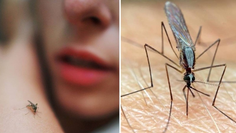 Disa njerëz janë “magnet” për mushkonjat, ja arsyeja pse - Gazeta Express