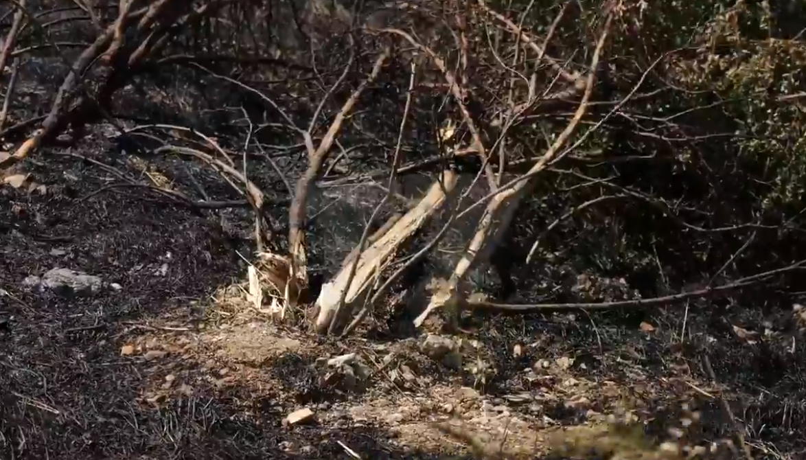 I digjen 1200 trupa të arrave, i dëmtuari dyshon tek KEK-u - Gazeta Express