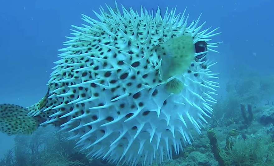 Në detin malazez zbulohen tetë lloje të reja peshqish, mes tyre edhe ...