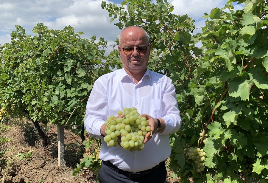 Sivjet më pak rrush në Rahovec, kryetari Latifi kërkon më shumë ndihmë ...