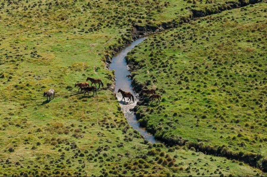 Vrasje mizore e kuajve të egër në Australi, qëllohen me armë nga ...